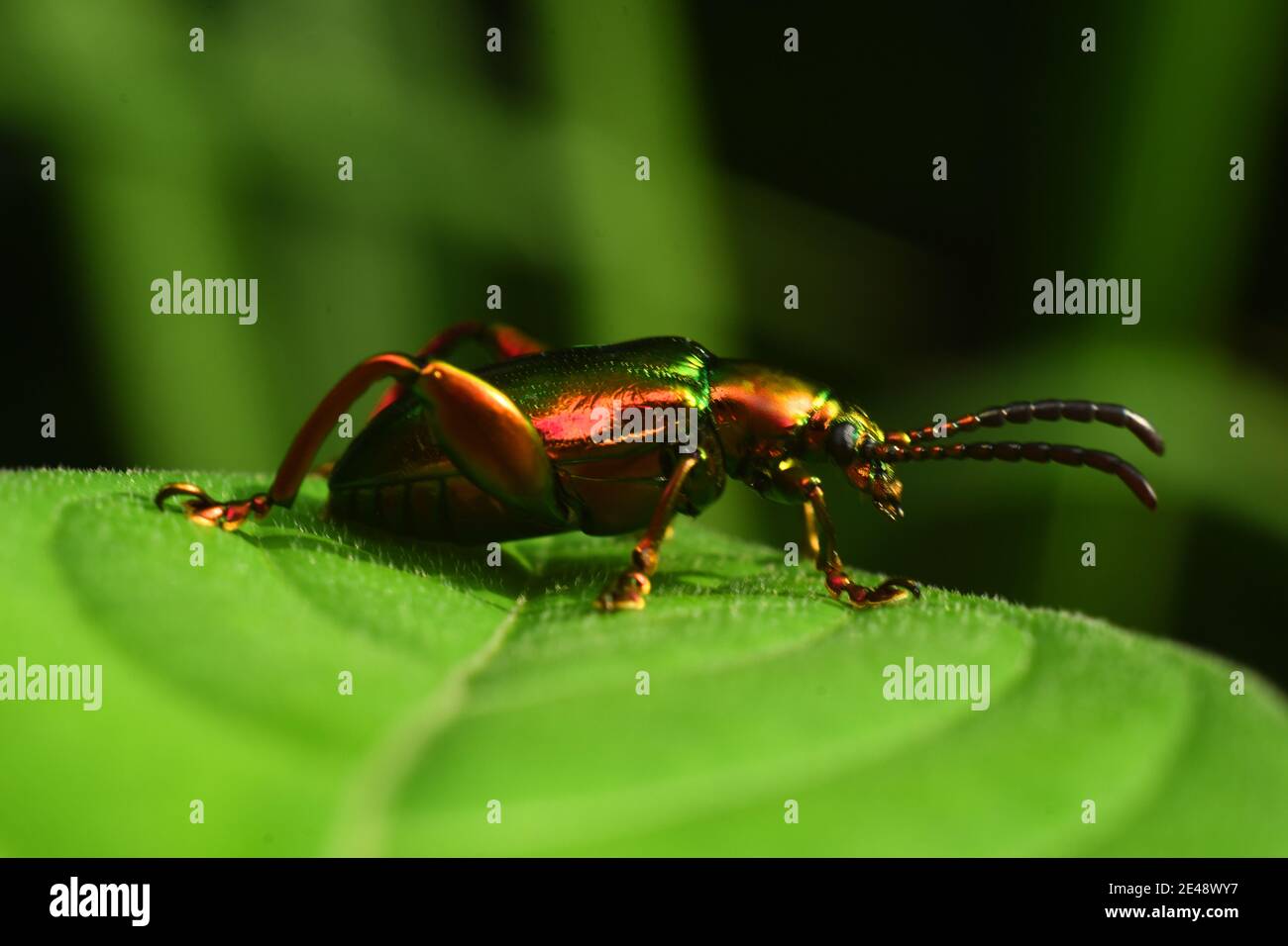 Close up photo of jewel beetle hi-res stock photography and images - Alamy