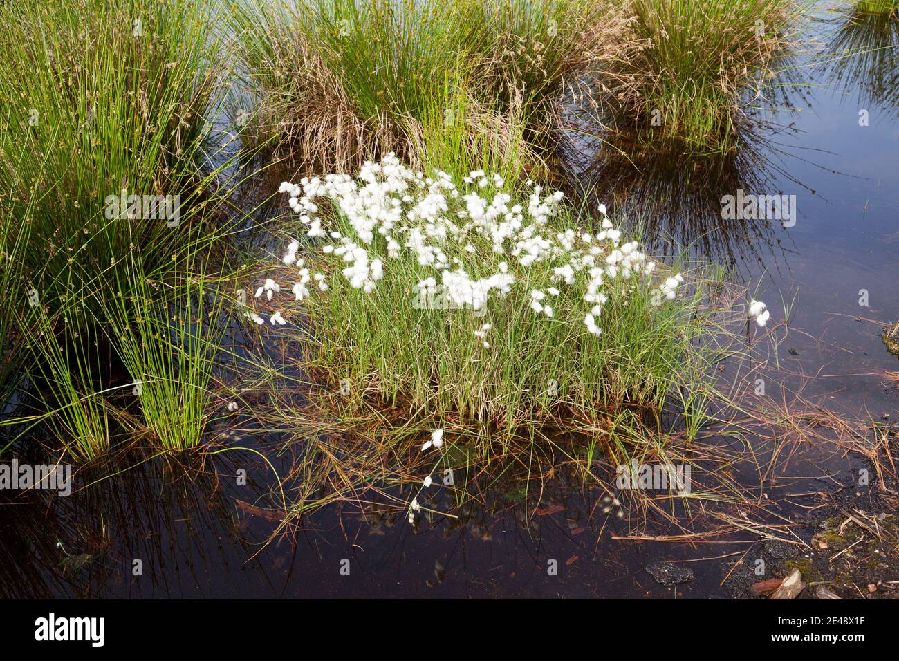 Moor habitat hi-res stock photography and images - Alamy