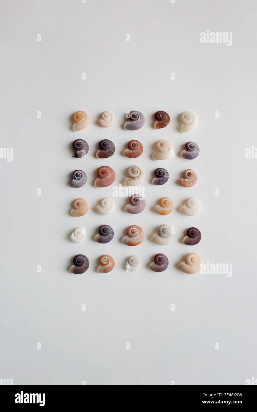 Pastel color spiral sea shells pattern isolated on white background ...