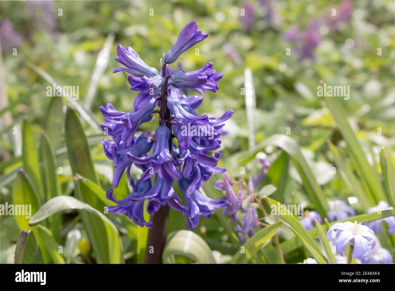 Blue hyacinth flowers in a spring garden Stock Photo - Alamy