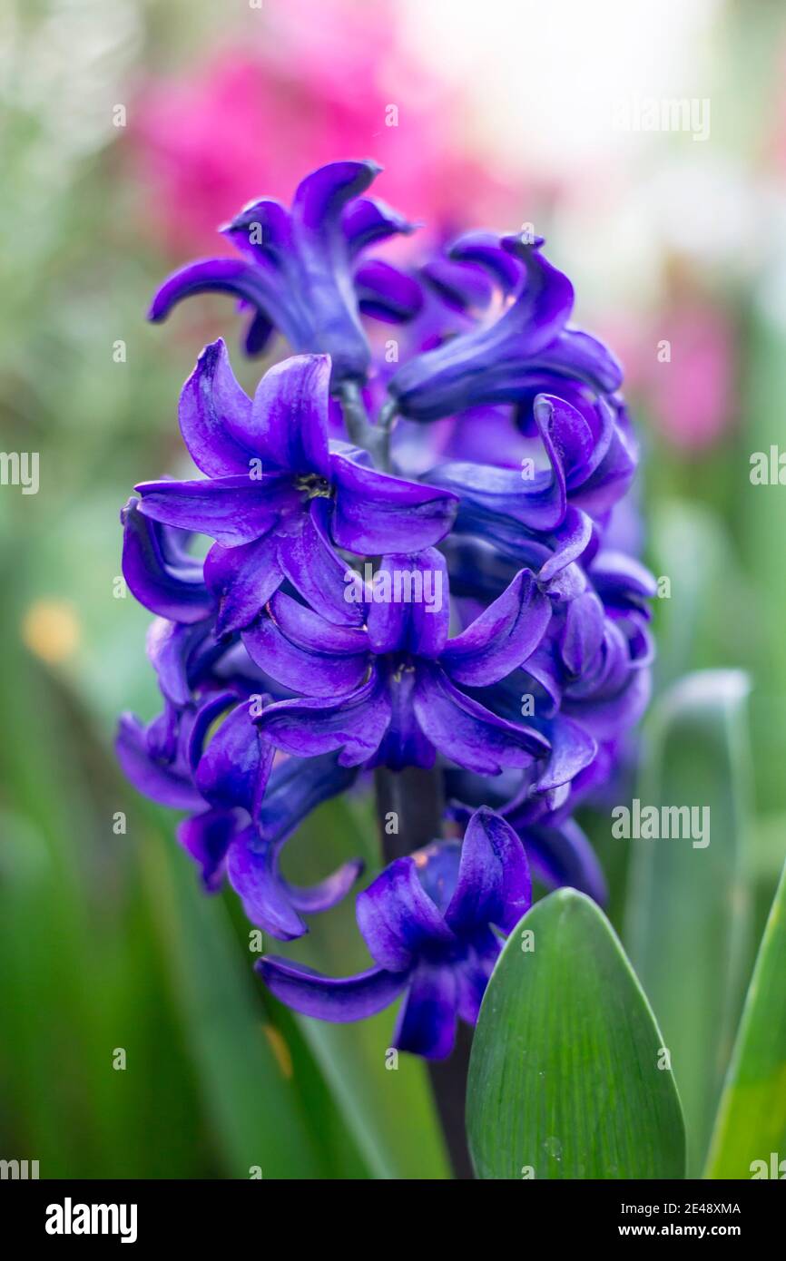 Blue Jacket, Hyacinth (Hyacinthus orientalis Stock Photo - Alamy
