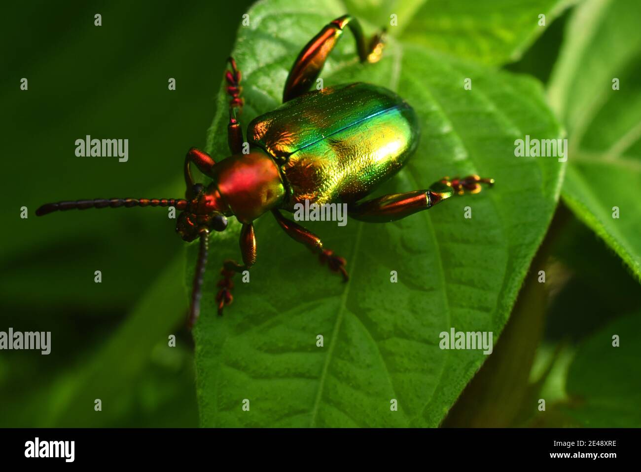 Frog beetle (Sagra femorata Stock Photo - Alamy
