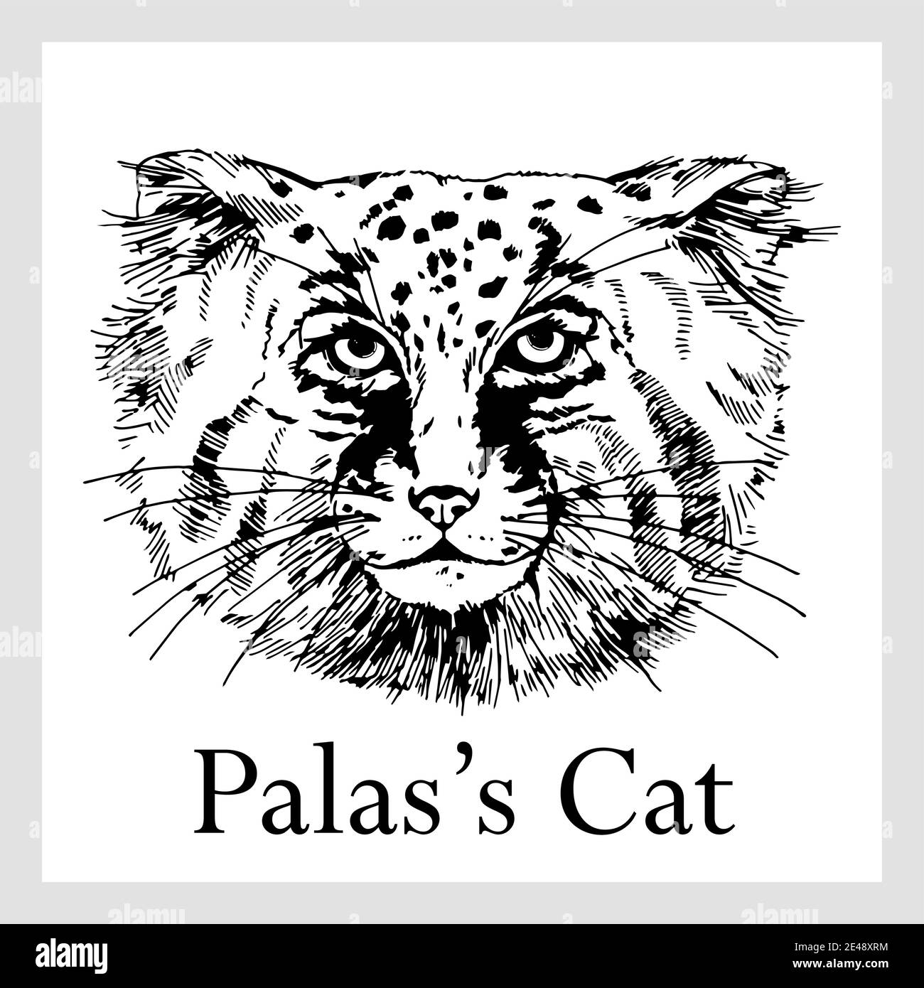 Hand drawn sketch style Pallas's cat isolated on white background ...