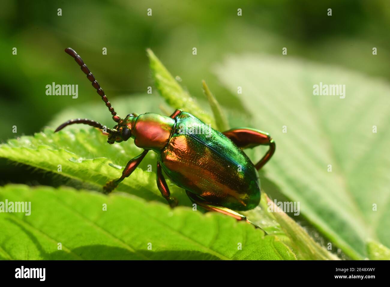 Frog beetle (Sagra buqueti Stock Photo - Alamy