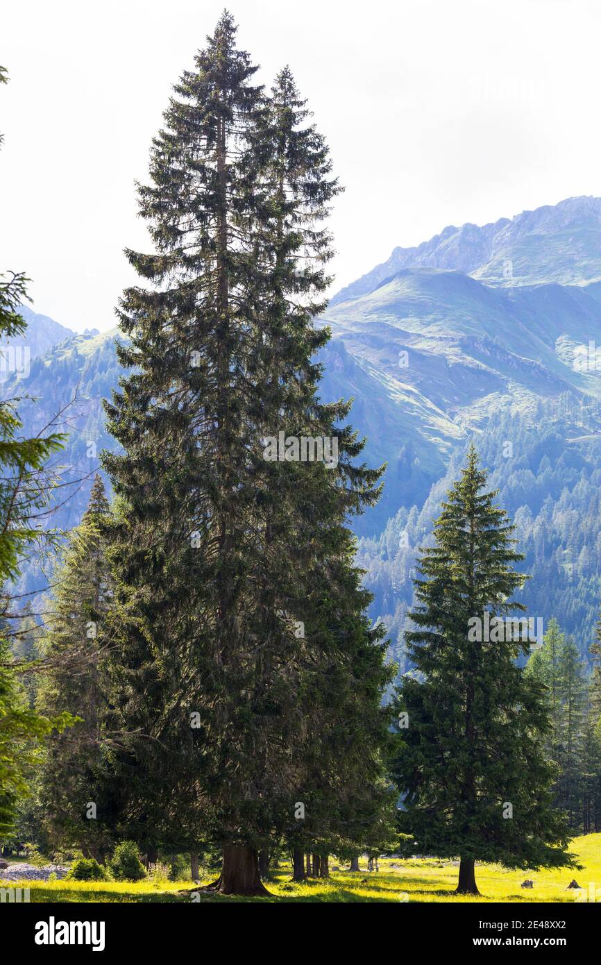 Fichte, Fichten, Gewöhnliche Fichte, Rot-Fichte, Rotfichte, Picea abies ...