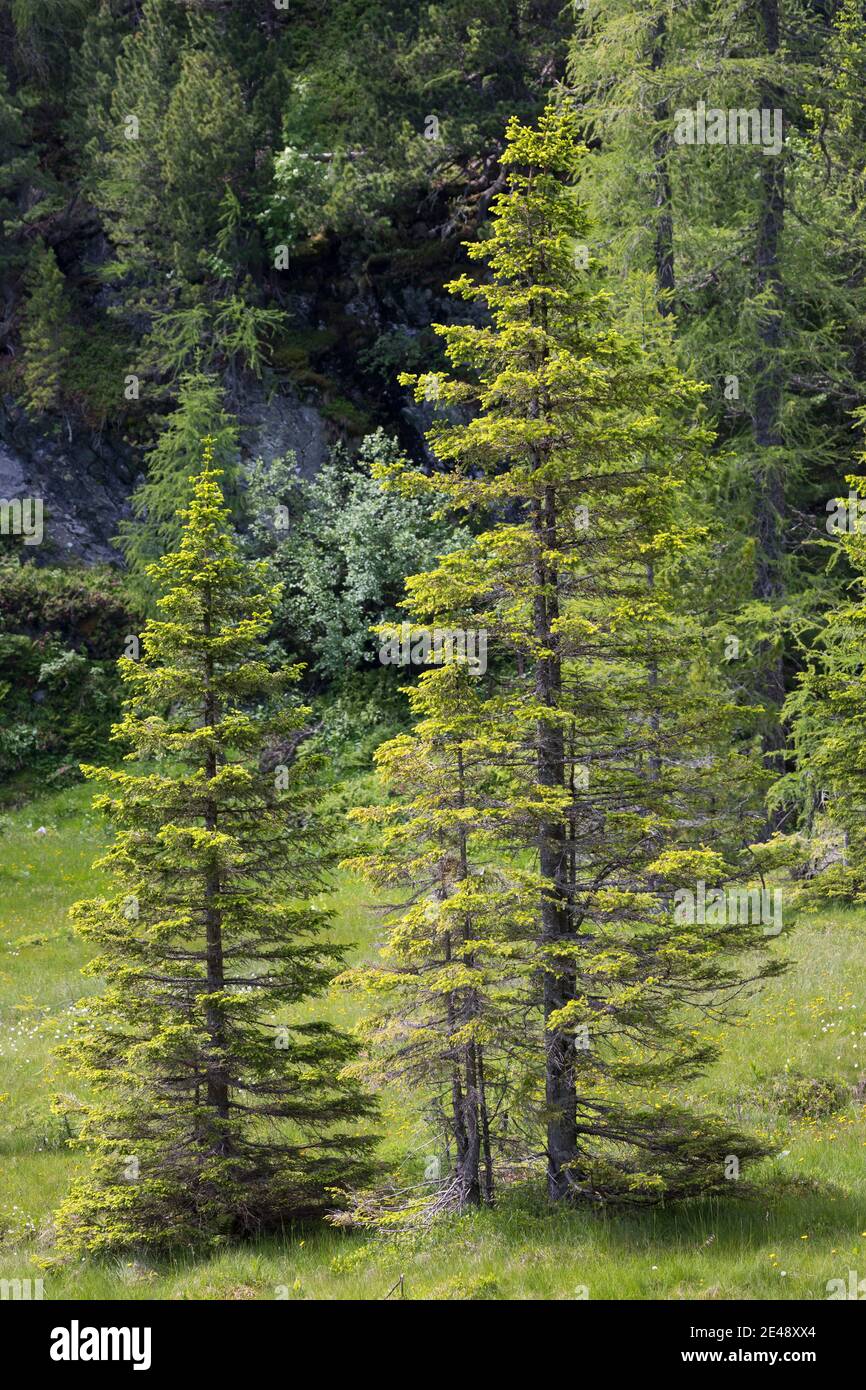 Fichte, Fichten, Gewöhnliche Fichte, Rot-Fichte, Rotfichte, Picea abies ...