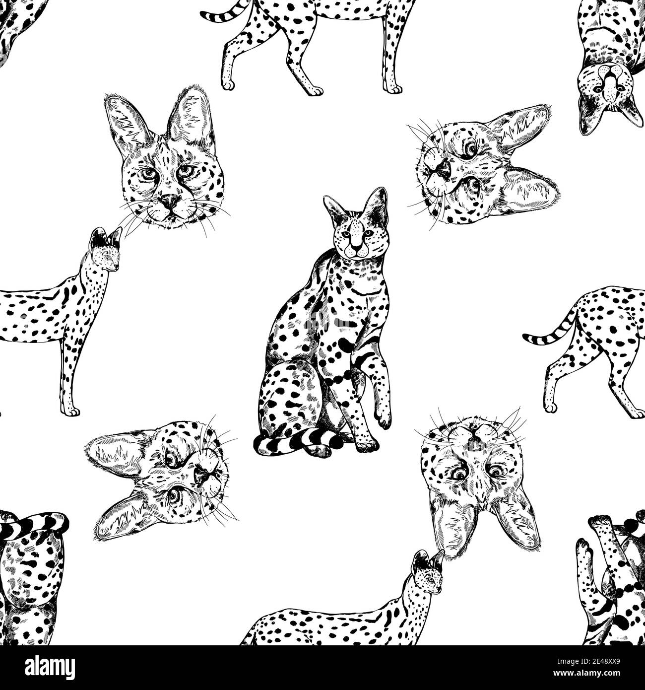 Serval face portrait Black and White Stock Photos & Images - Alamy