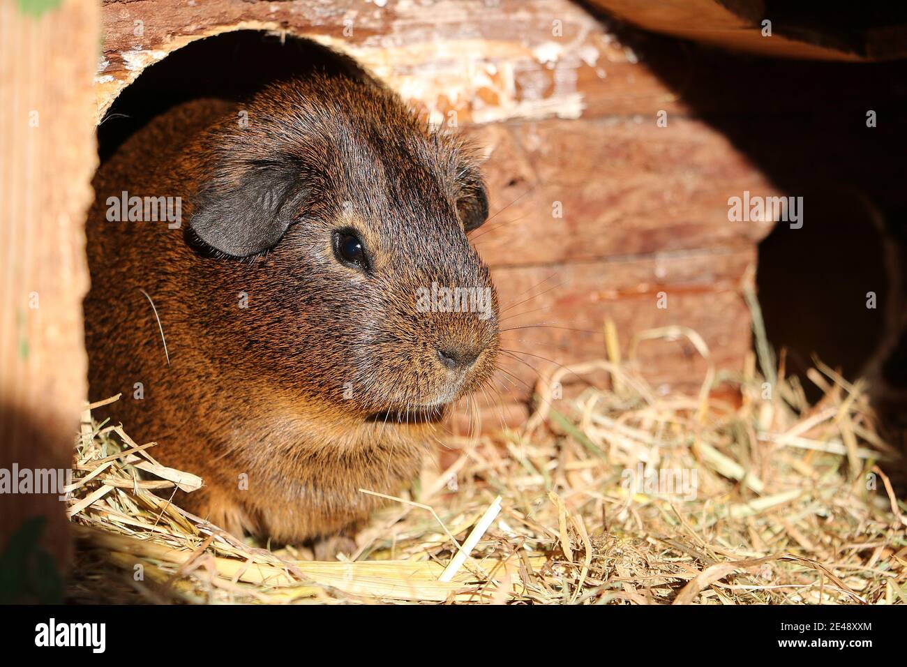 Hamster resting hi-res stock photography and images - Alamy