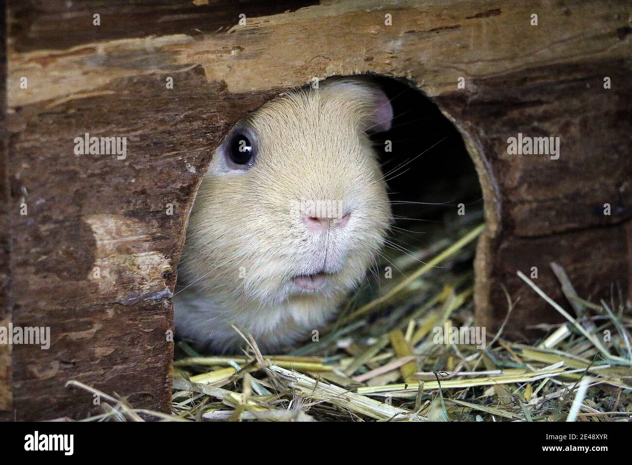 Golden hamster wild hi-res stock photography and images - Alamy