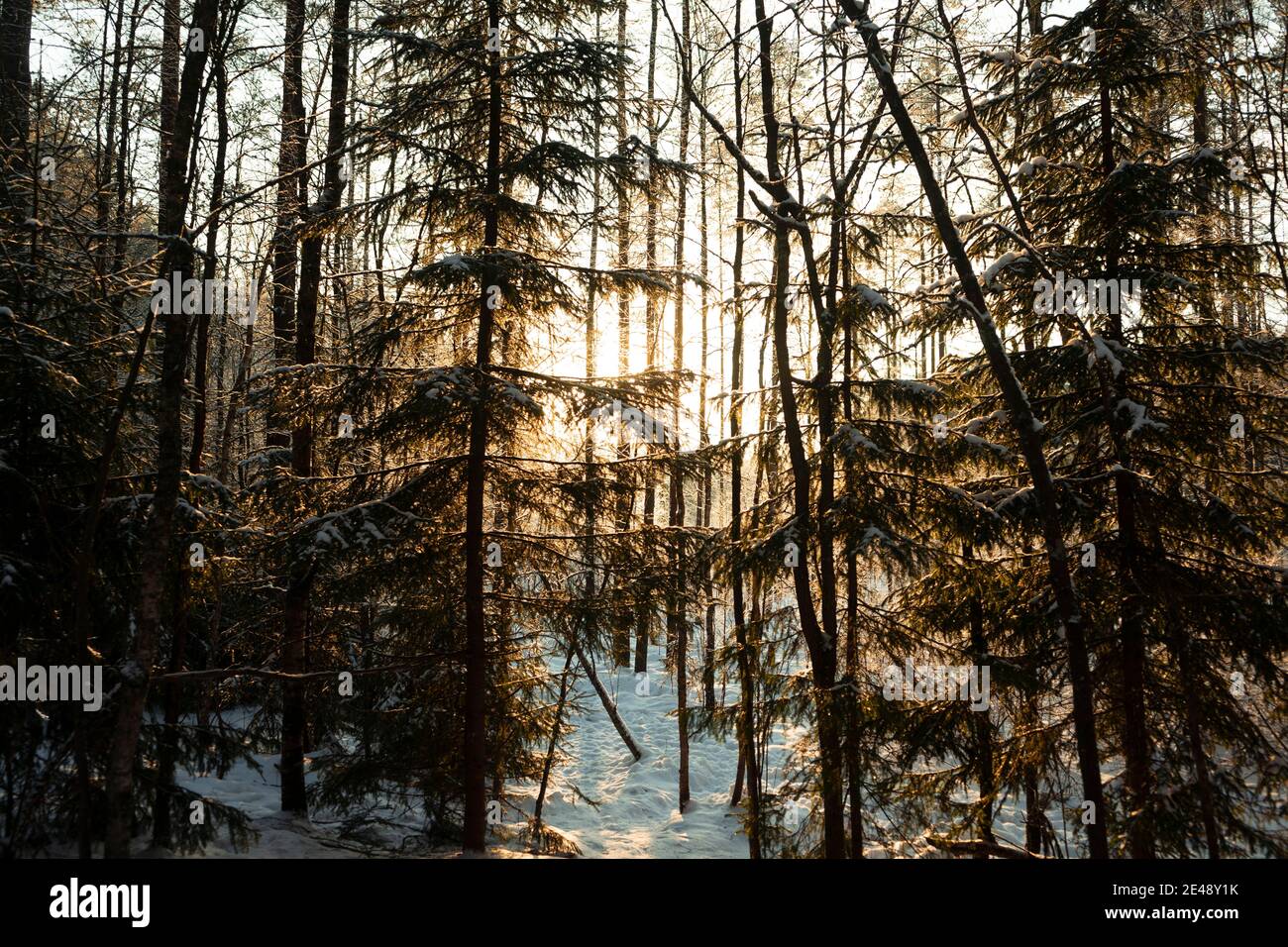 selective focus. snow mixed forest with coniferous trees and trails in ...