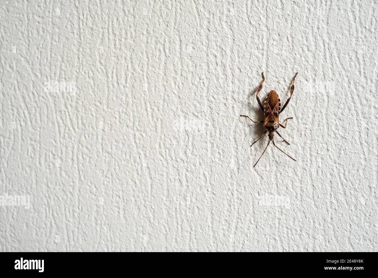 Bug crawling on rough wall Stock Photo - Alamy