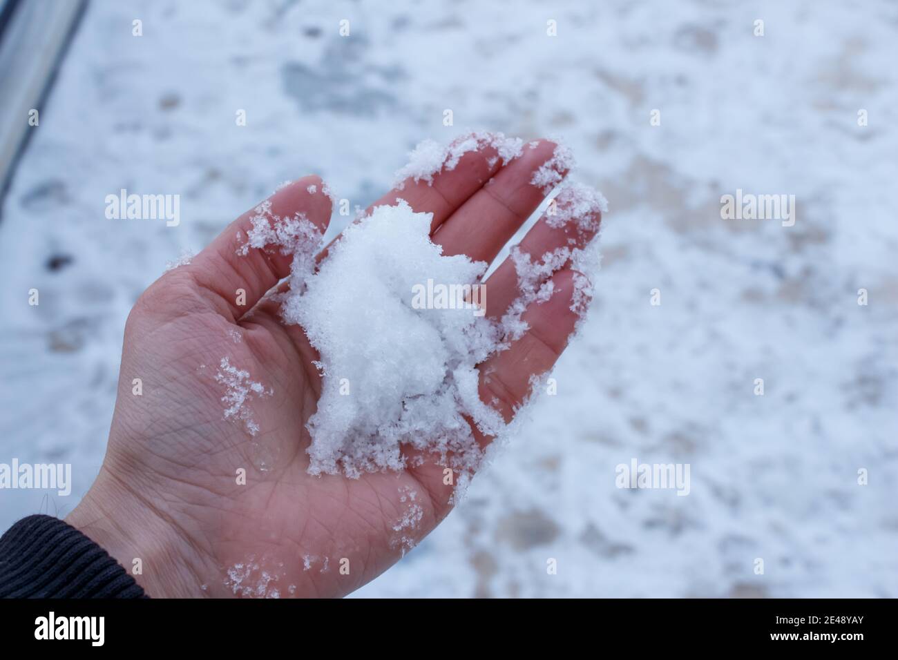 Close up man hand holding snow. Red hand from snow cold. Winter concept ...
