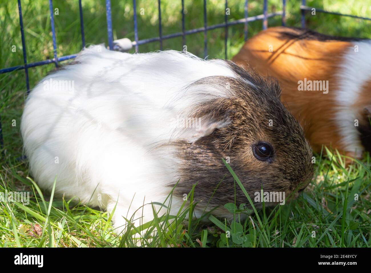 Guinea pigs garden hi-res stock photography and images - Alamy