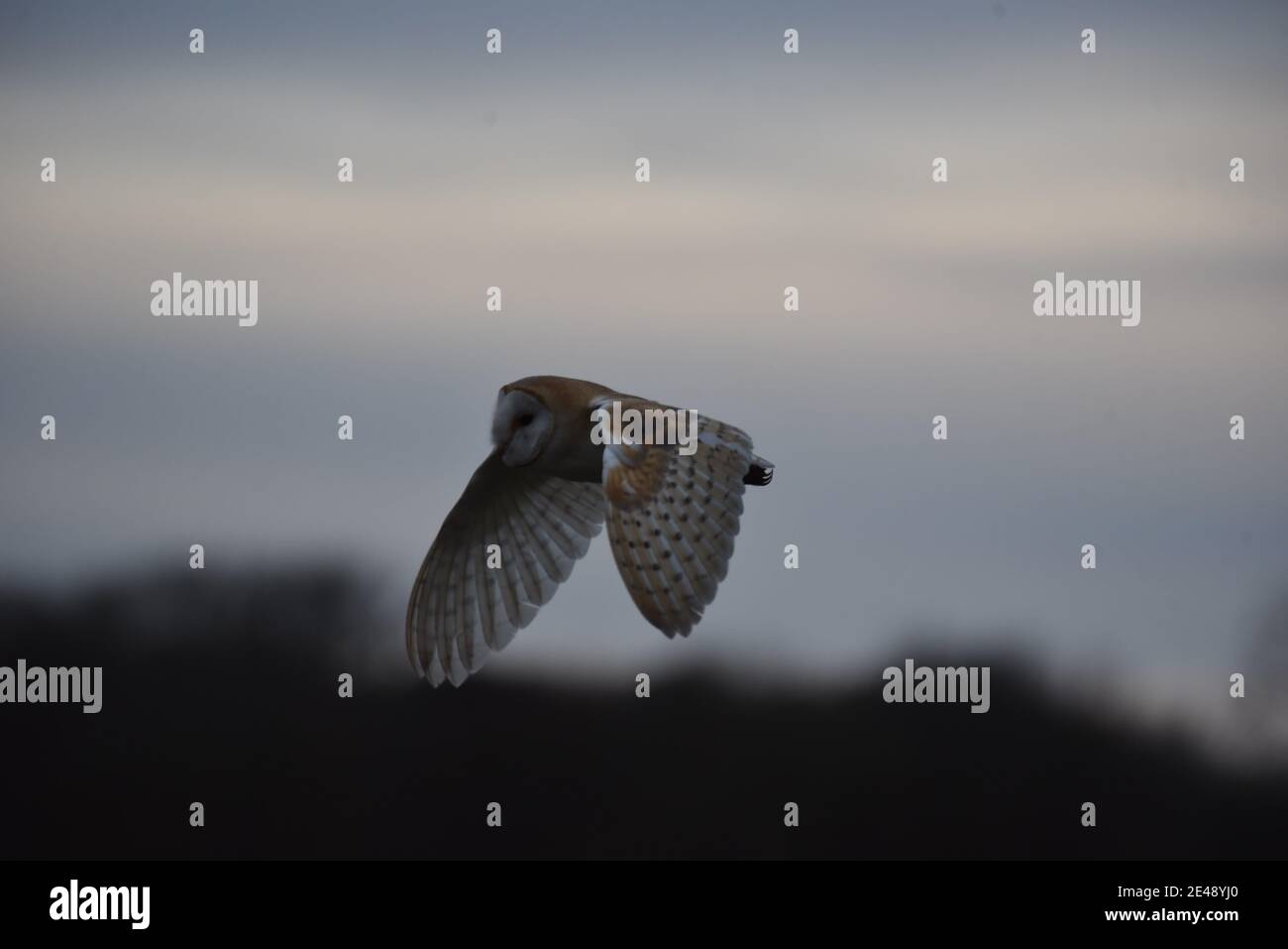 Barn Owl flying pass Stock Photo - Alamy