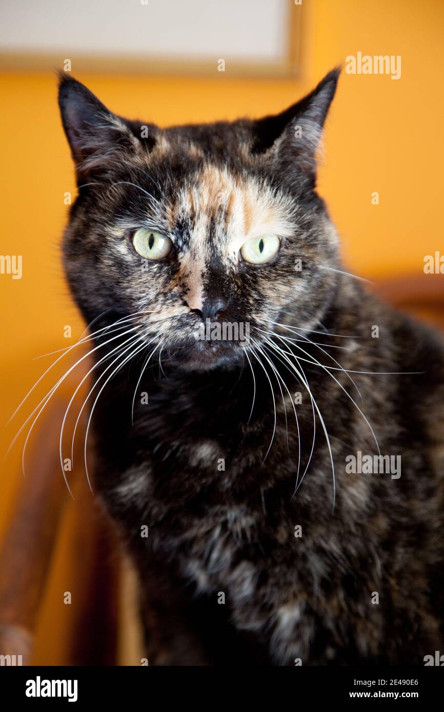 Green eyes tortoiseshell hi-res stock photography and images - Alamy