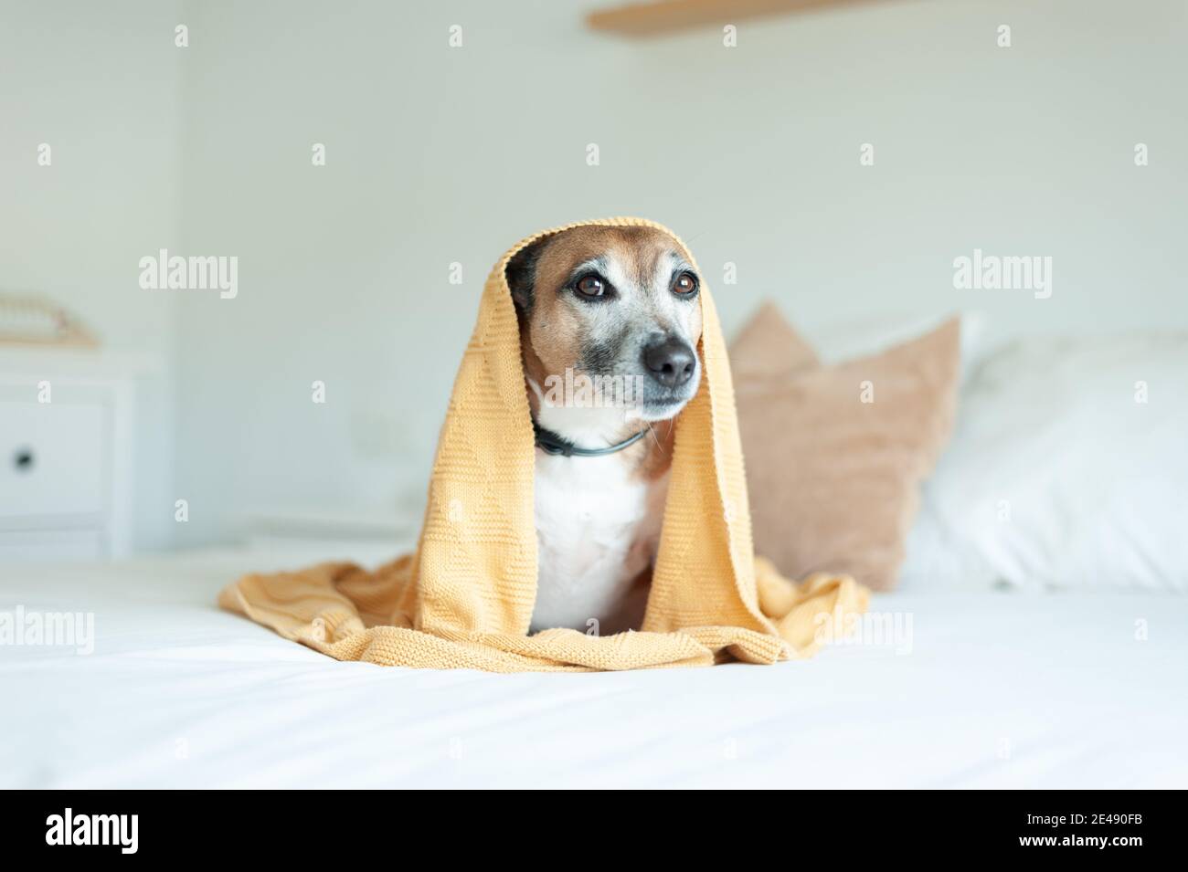 Looking under bed hi-res stock photography and images - Alamy