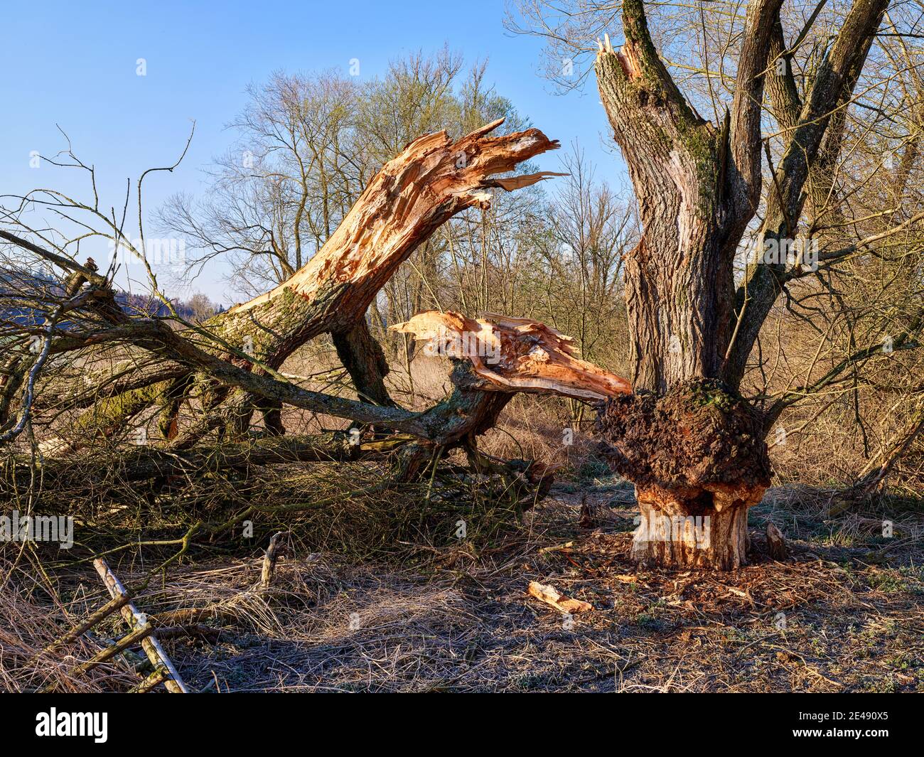 River, flowing water, floodplain, alluvial forest, forest, tree ...