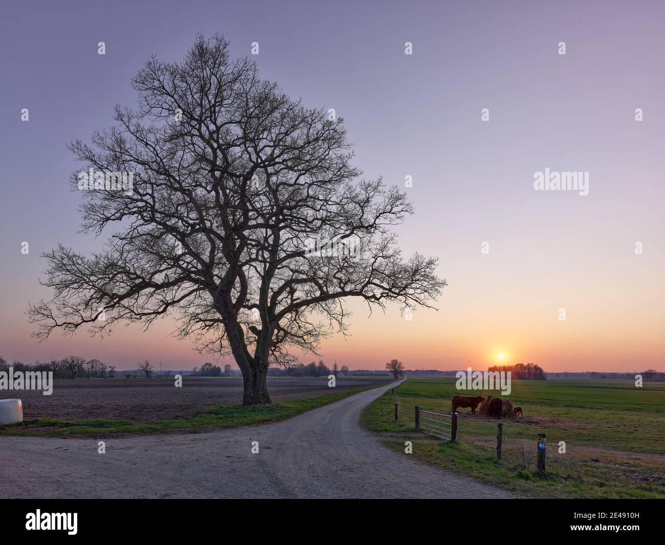 Tree, oak, field, arable land, dusk, pasture, grazing project, primeval ...