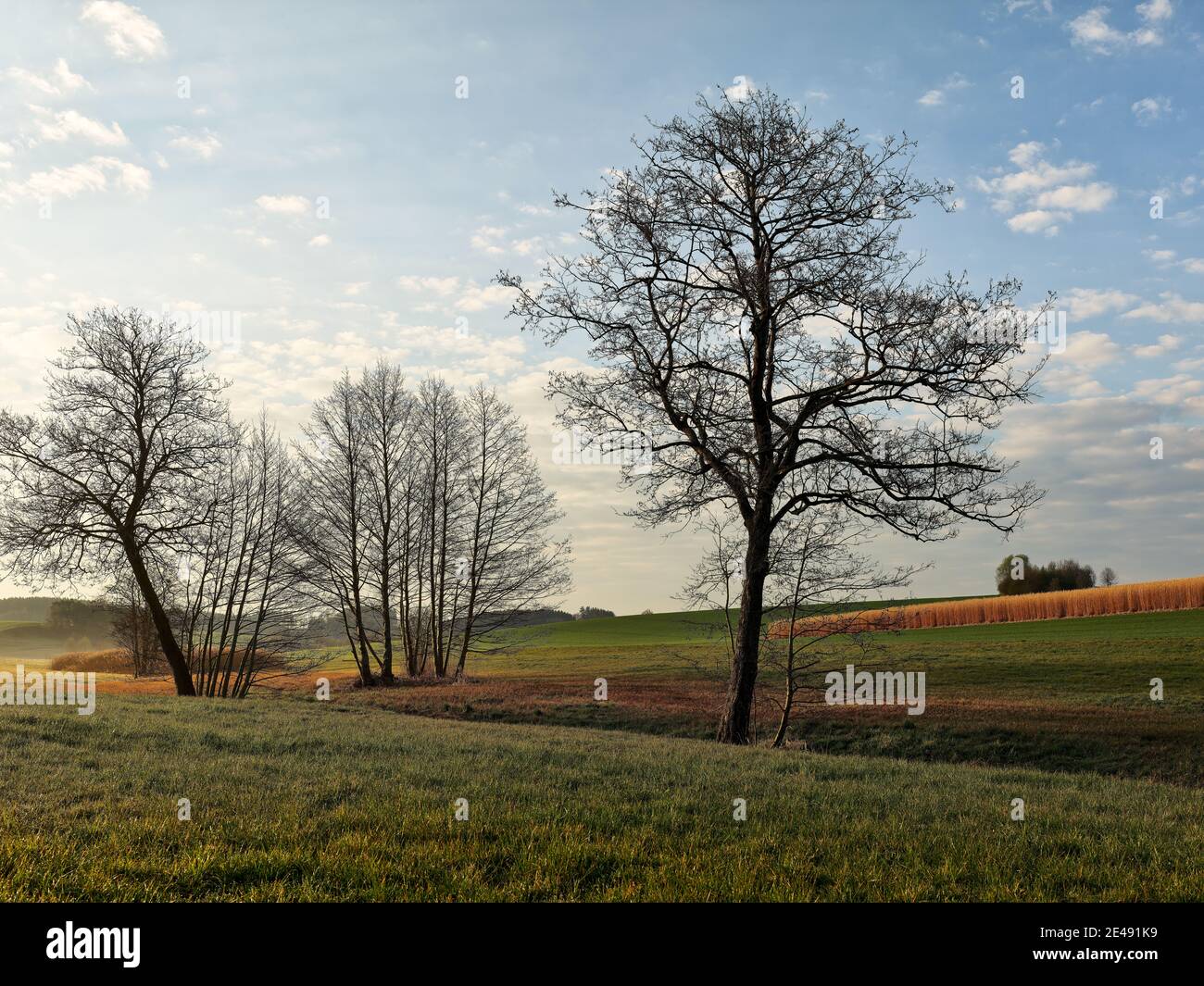Trees tree fields field hi-res stock photography and images - Alamy