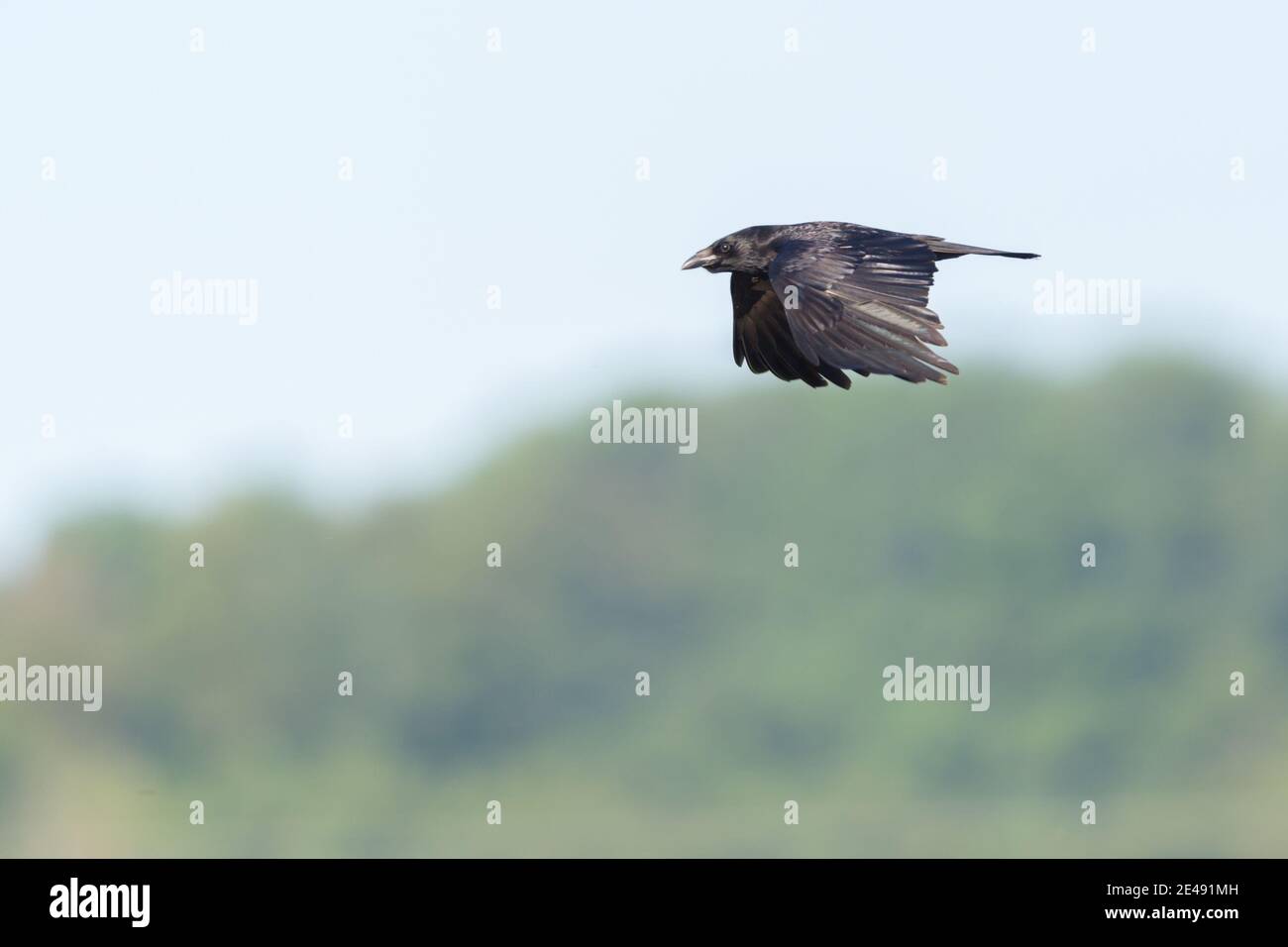 black carrion crow raven (corvus corone) flying in front of green ...