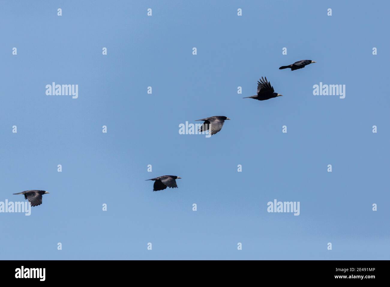 five rooks (corvus frugilegus) in flight in blue sky in sunlight Stock ...