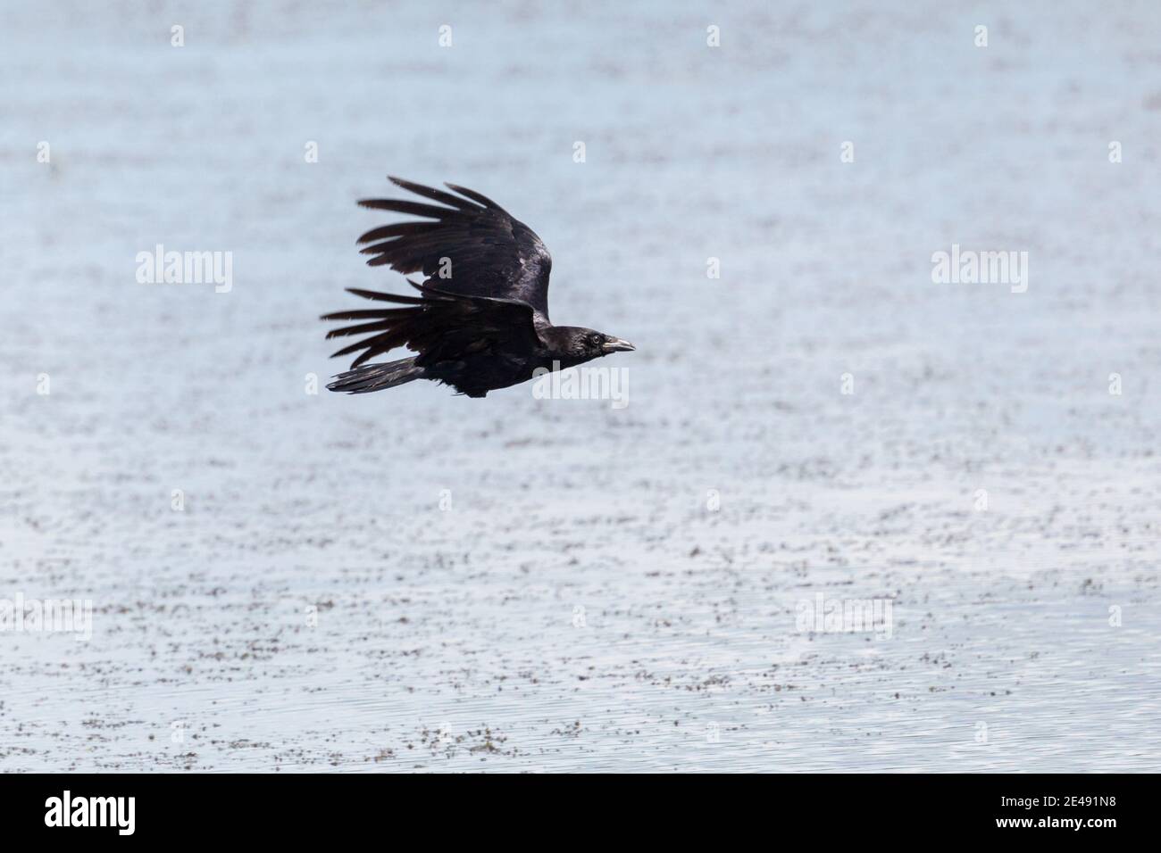 one black raven (corvus corone) in flight over water Stock Photo - Alamy