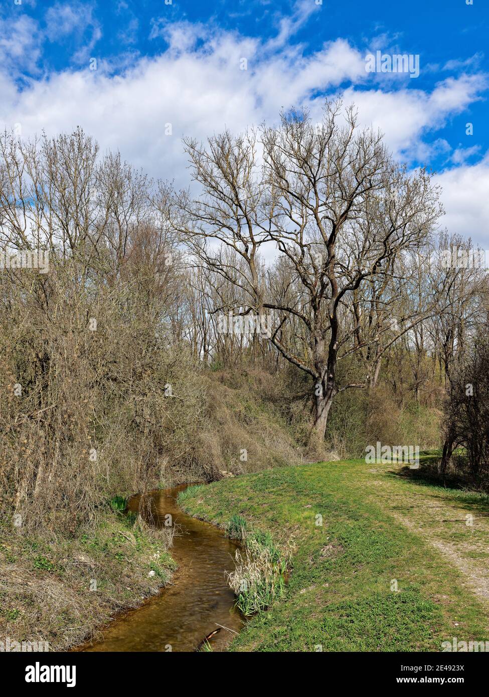 Alluvial forest belt hi-res stock photography and images - Alamy