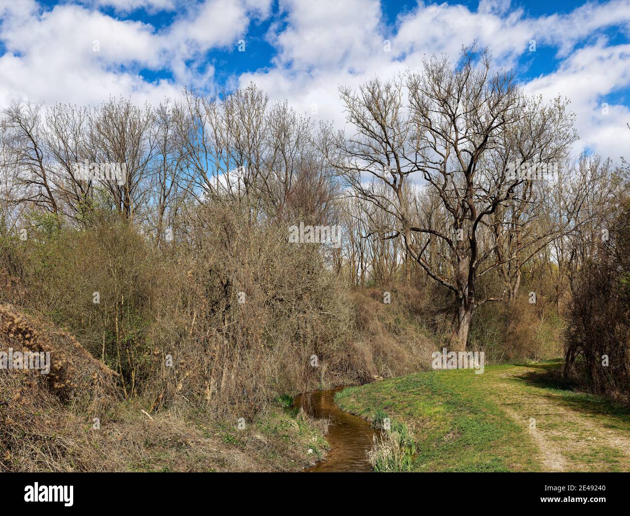 Alluvial forest, alluvial forest belt, renaturation measure, stream ...