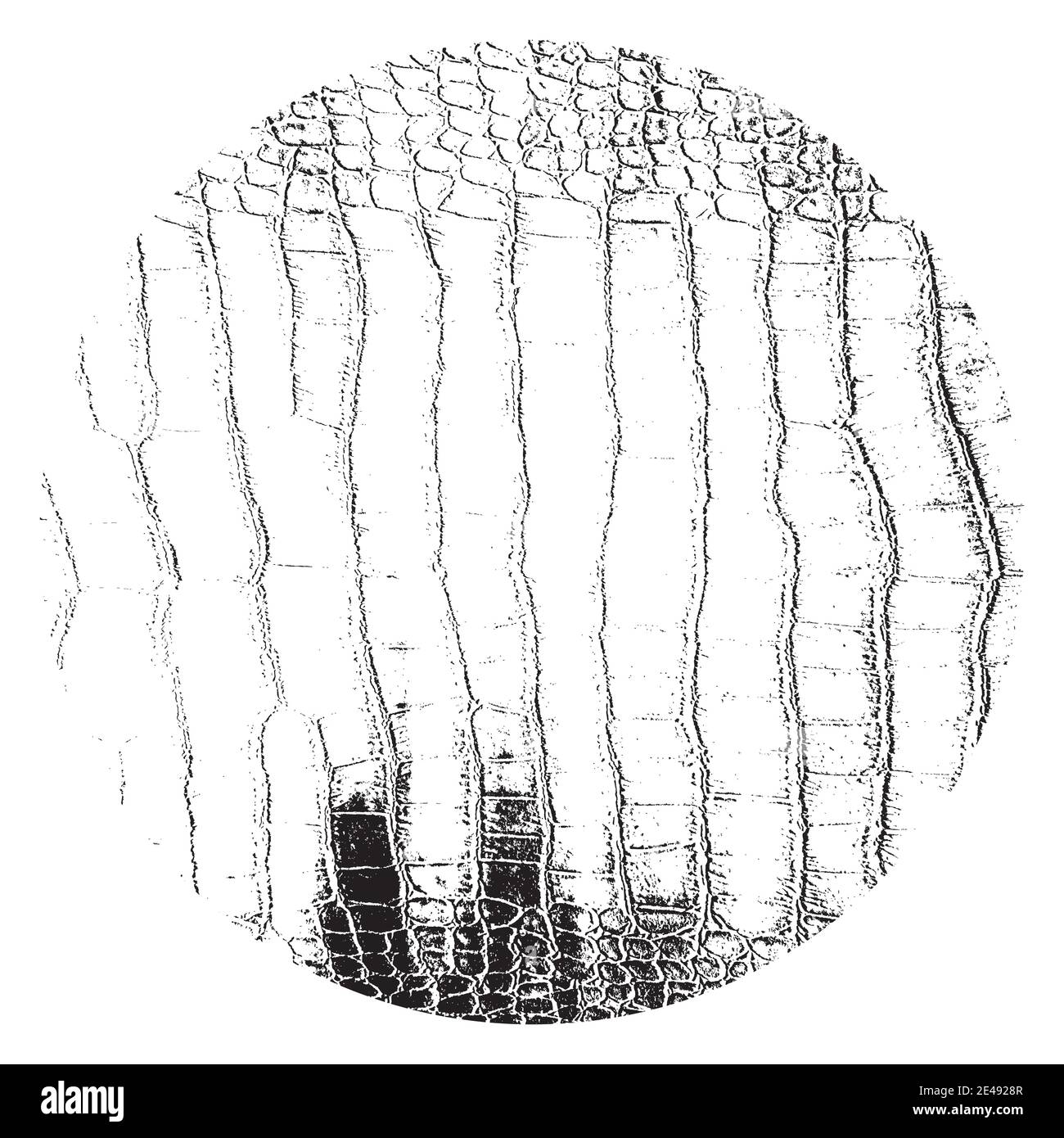 Snake skin background fabric texture Cut Out Stock Images & Pictures ...