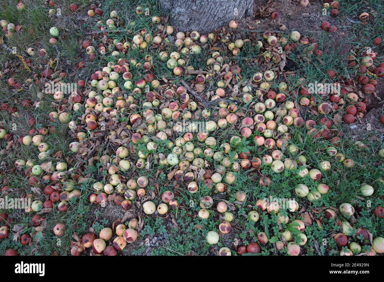 Apples left to rot hi-res stock photography and images - Alamy