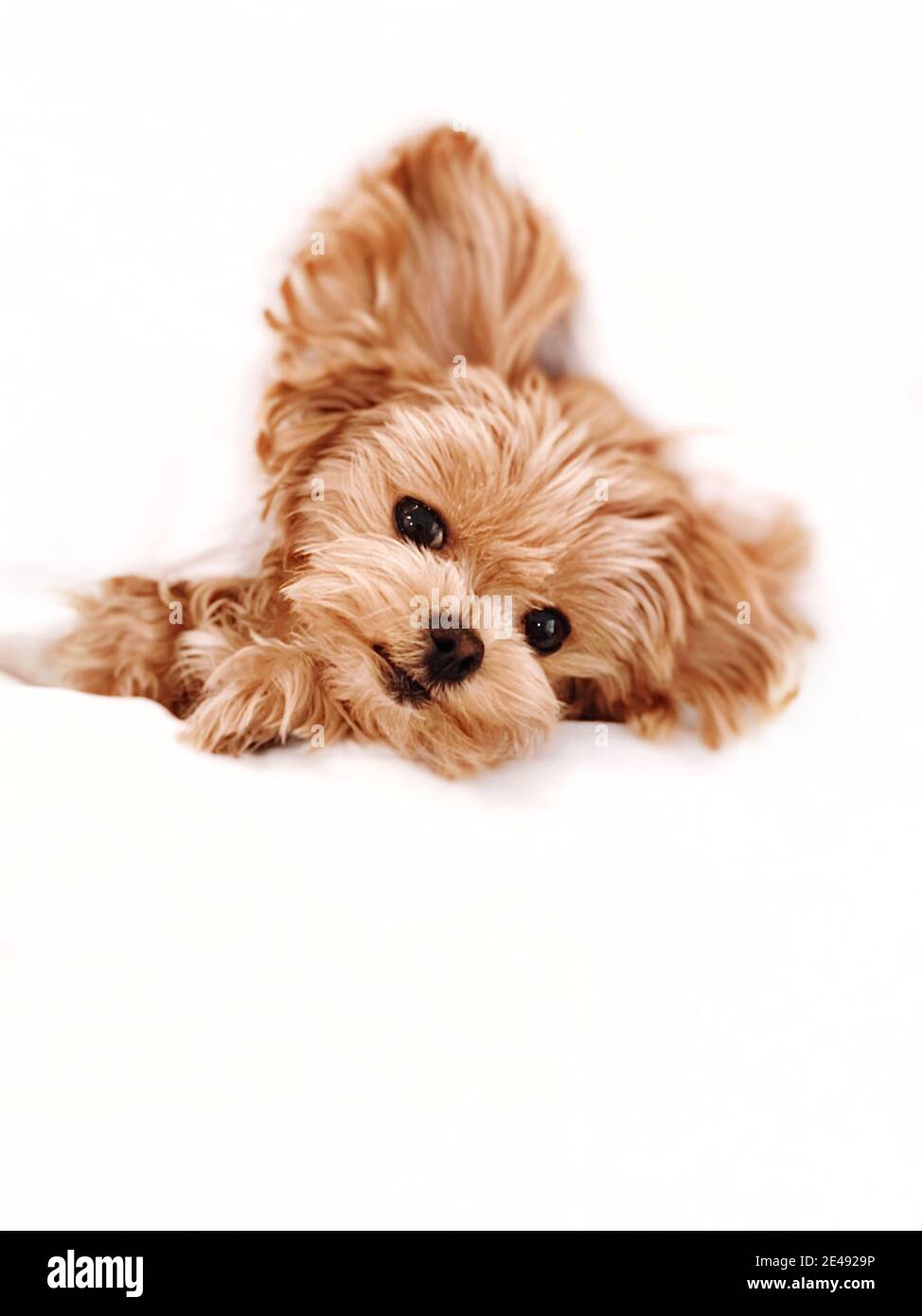 Dog looking into camera lens Cut Out Stock Images & Pictures - Alamy