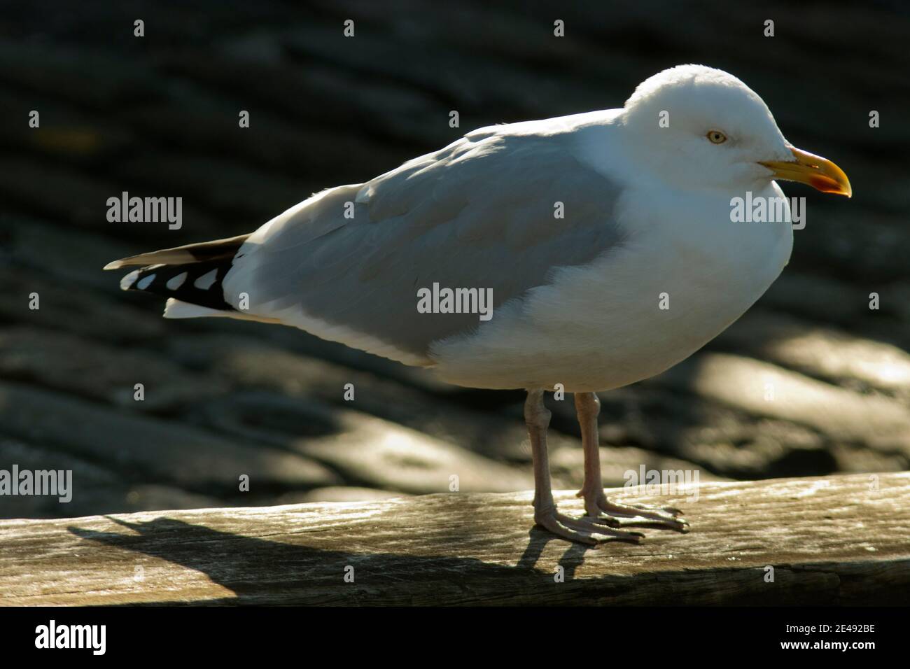 Partial breeding plumage hi-res stock photography and images - Alamy