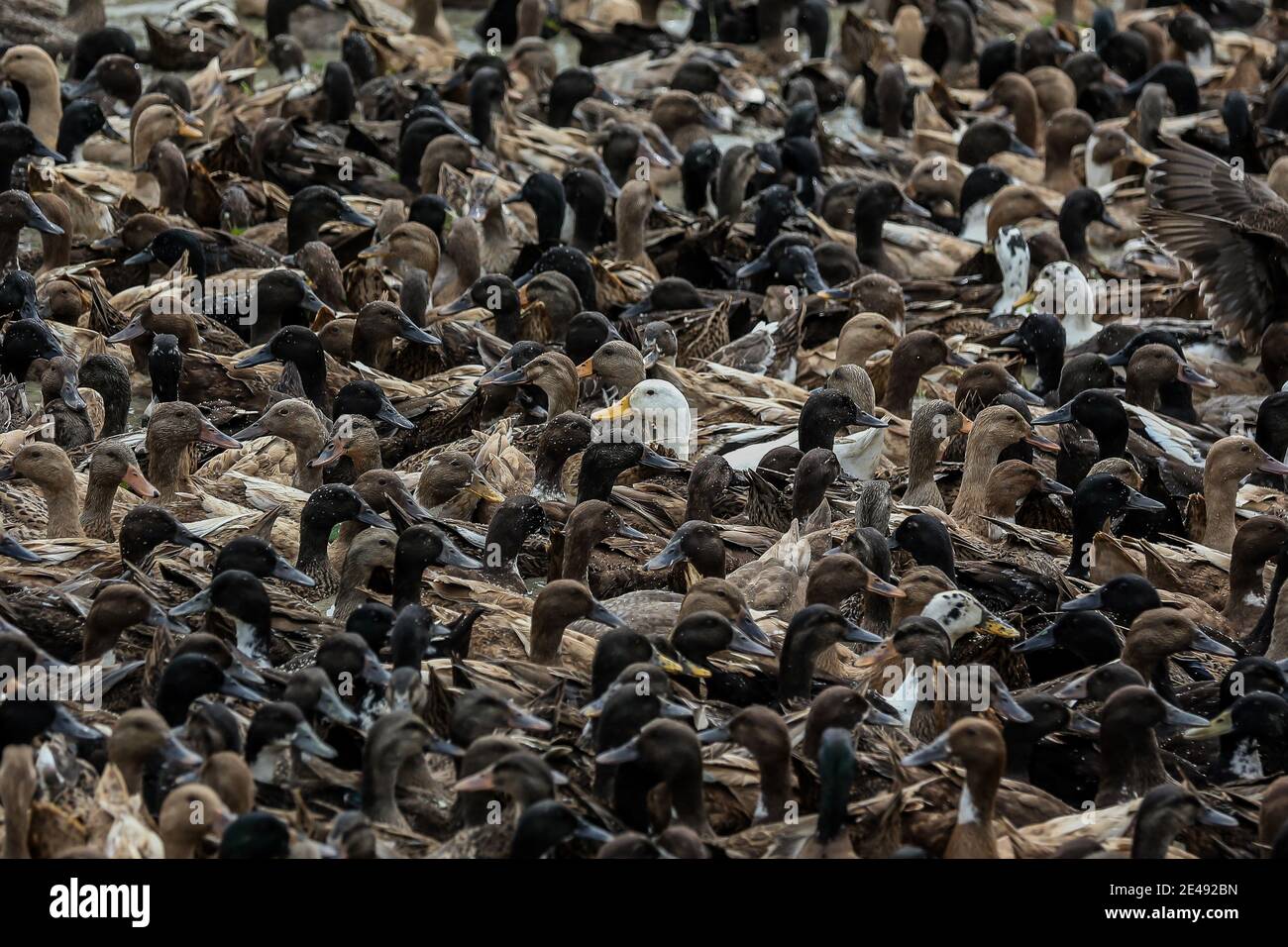 Poultry farm in the philippines hi-res stock photography and images - Alamy