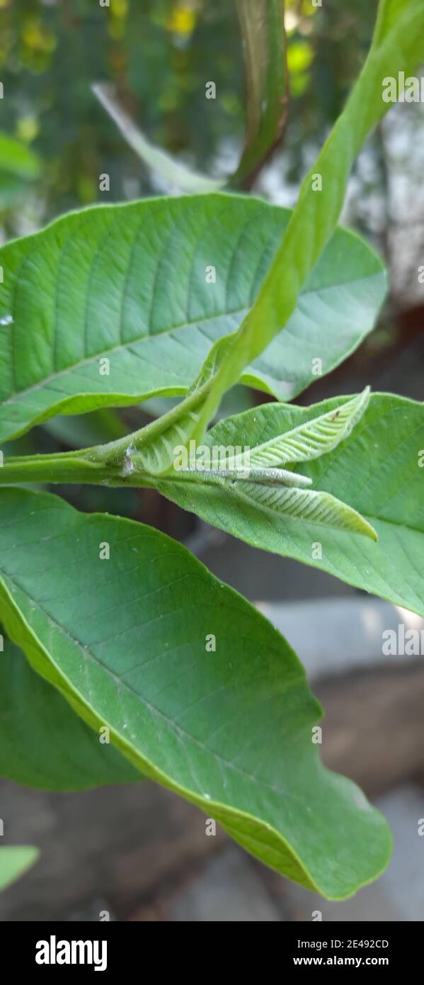 Vertical shot of a plant growing in a garden Stock Photo - Alamy