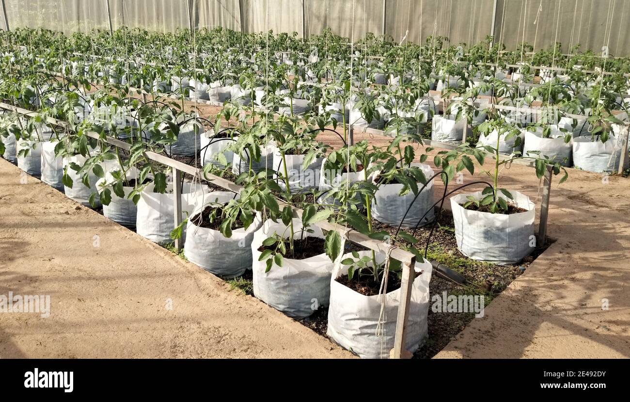 rows of plants in the garden Stock Photo - Alamy