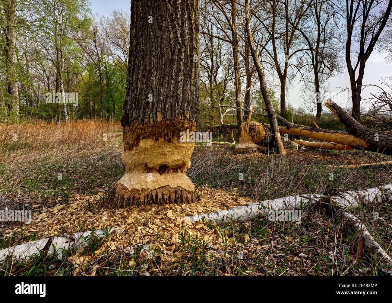 Riparian forest, forest, trees, beaver tracks, felled trees, gnawed ...