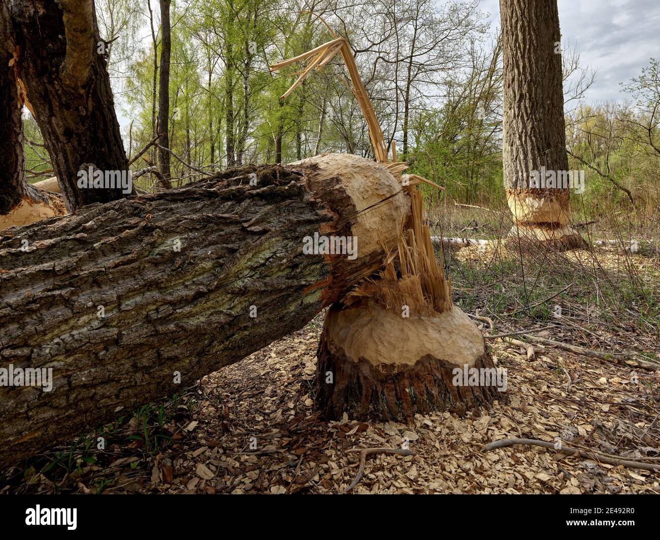 Riparian forest, forest, trees, beaver tracks, felled trees, gnawed ...