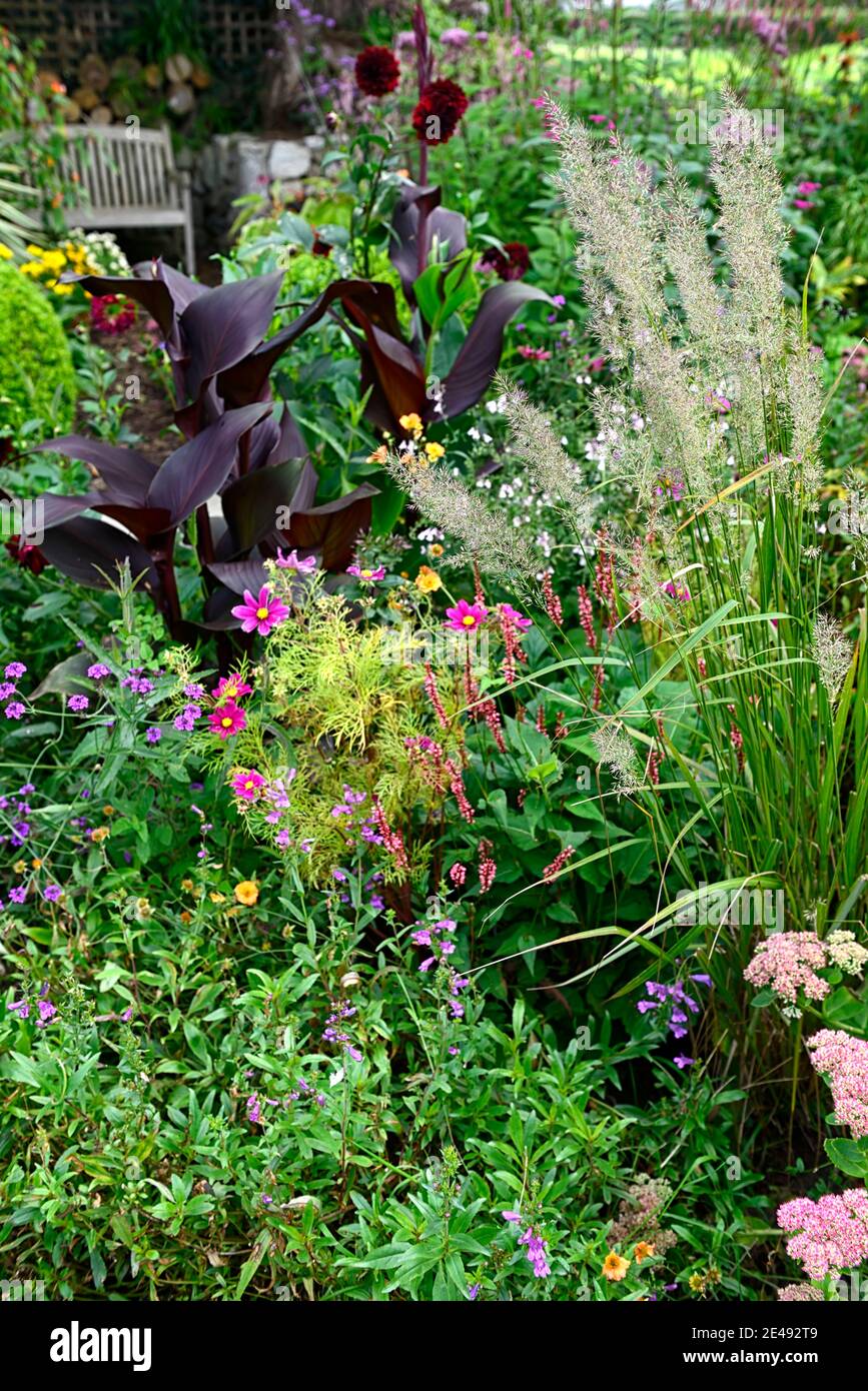 Calamagrostis,ornamental grass,ornamental grasses,flower-heads,grass ...