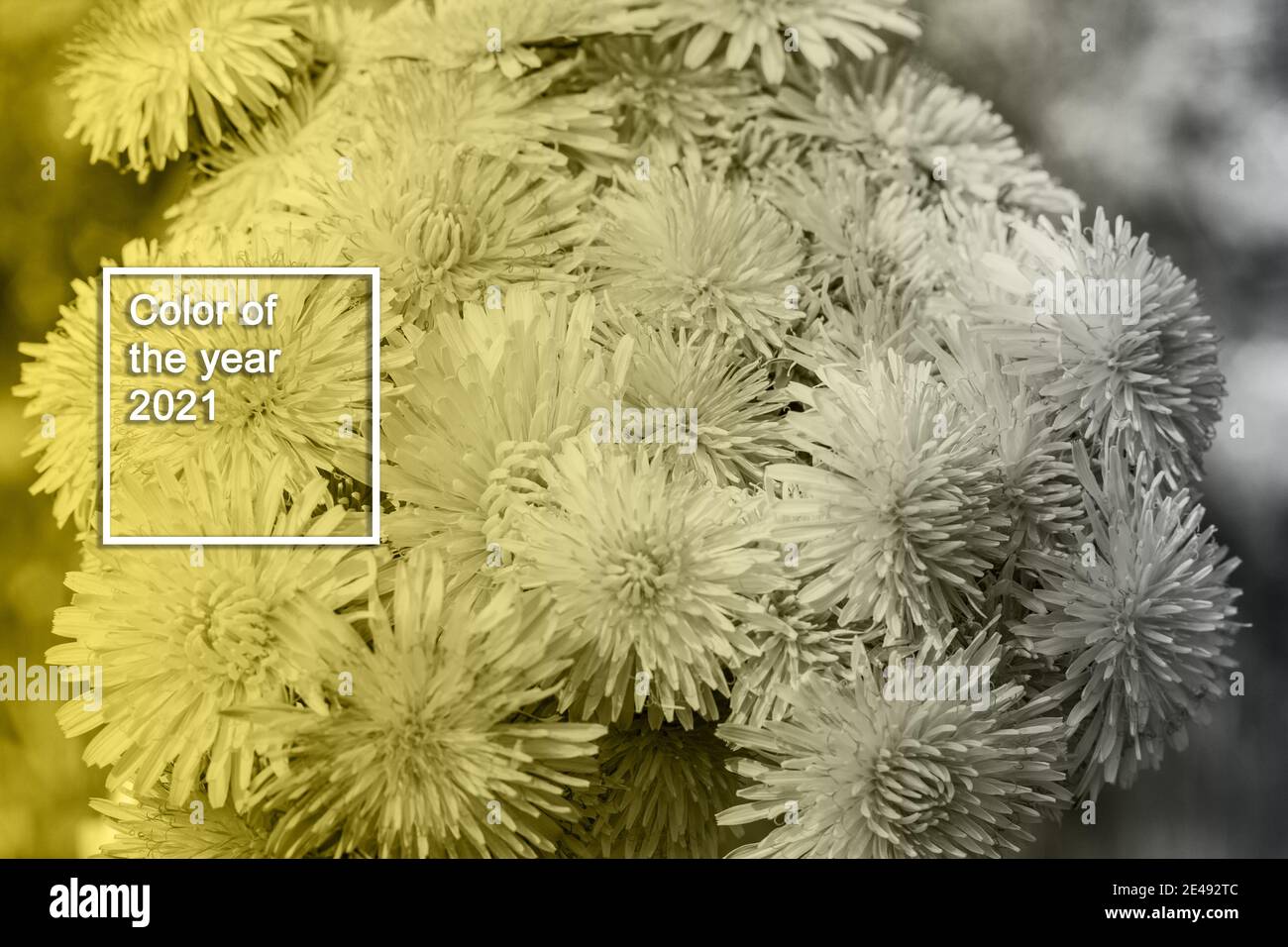 Beautiful bouquet of yellow dandelions in the shape of a ball on the ...