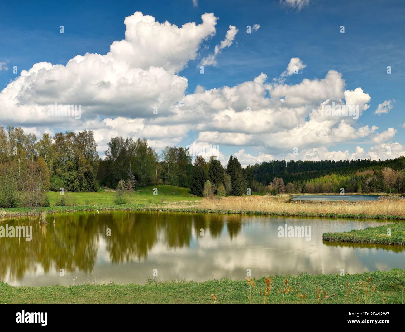 Forest, mixed forest, conifers, deciduous trees, meadow, reeds, clouds ...