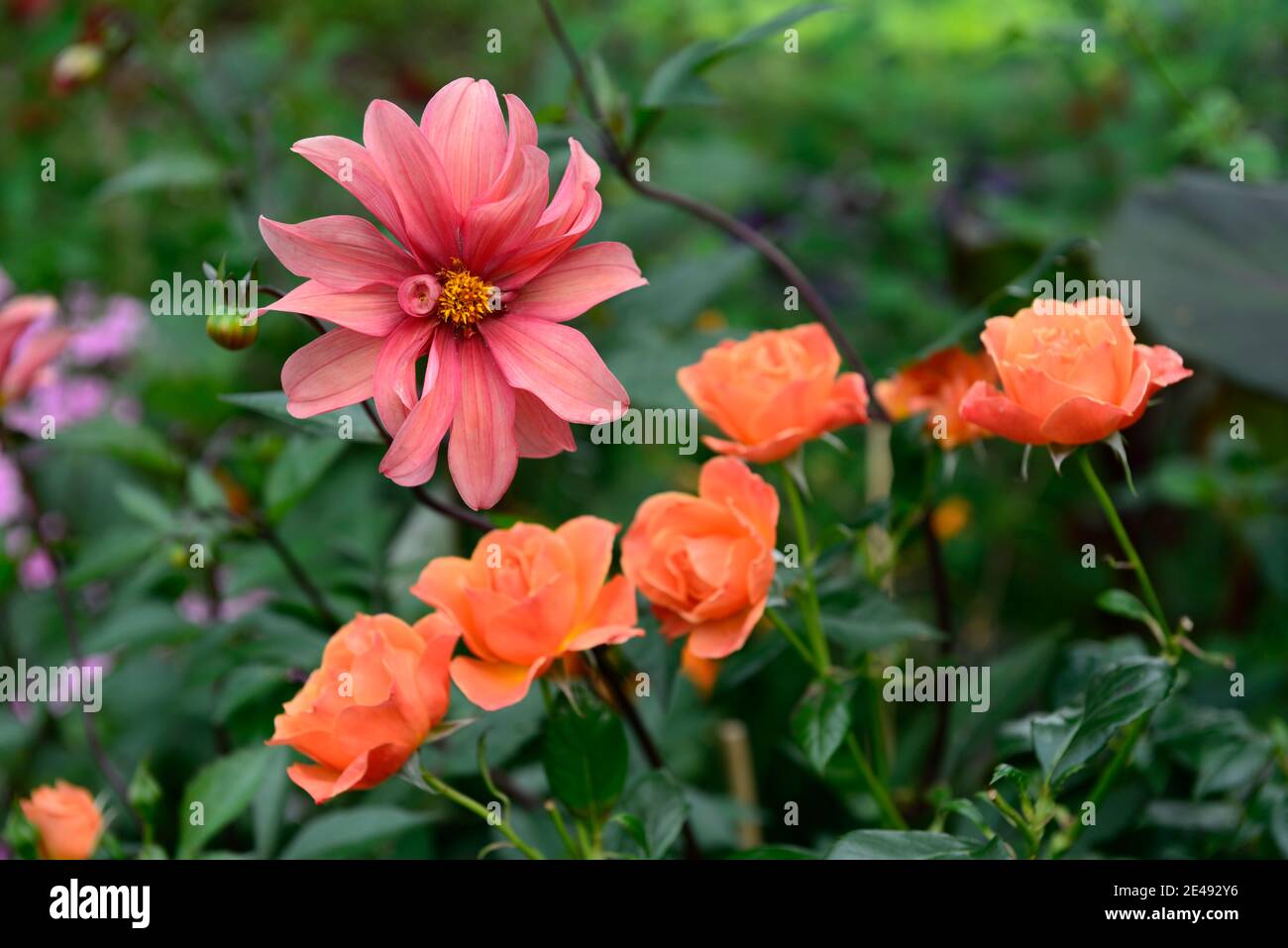 Single Roses High Resolution Stock Photography and Images - Alamy