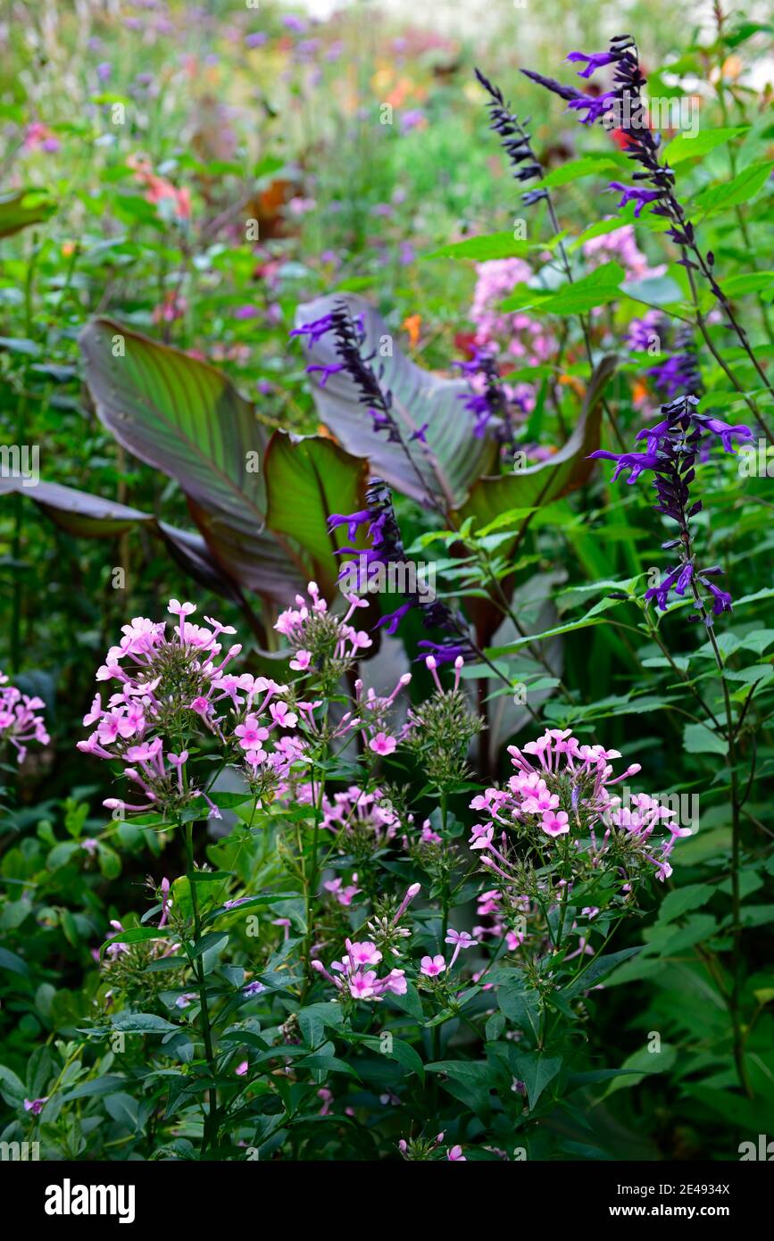 Salvia ‘pink amistad’ hi-res stock photography and images - Alamy