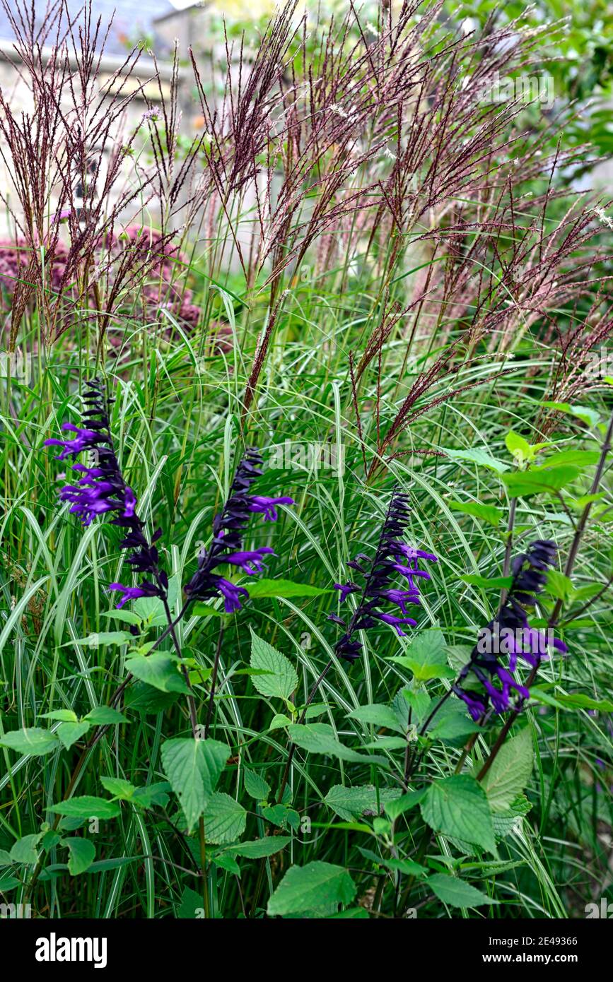 salvia amistad,purple,sage,sages,flower,flowers,flowering,,Miscanthus ...
