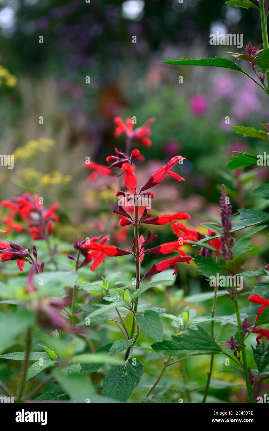 Salvia fulgens,syn Salvia cardinalis,Cardinal Salvia,sage,sages,red ...