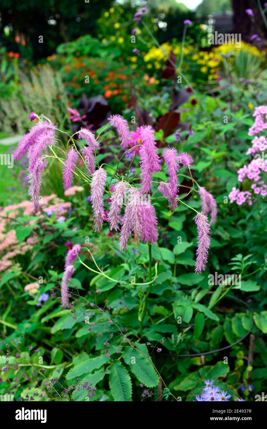 Sanguisorba hakusanensis Lilac Squirrel,purple,lilac,planting,scheme ...