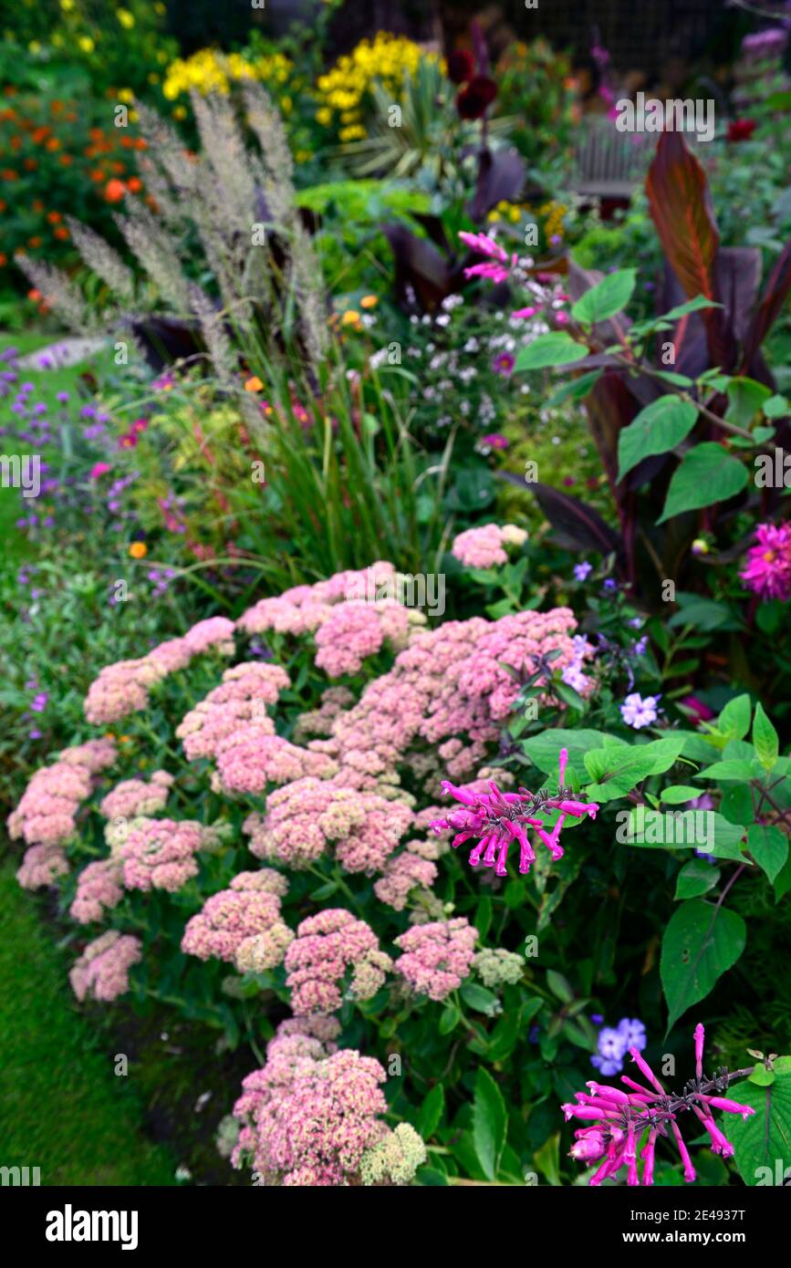 Sedum matrona hi-res stock photography and images - Alamy