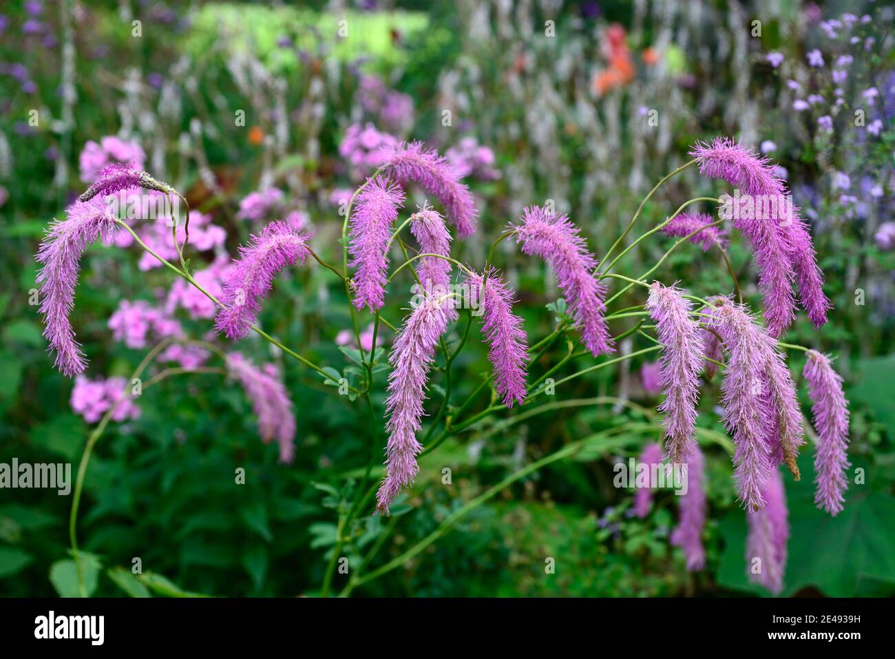 Sanguisorba hakusanensis Lilac Squirrel,purple,lilac,planting,scheme ...