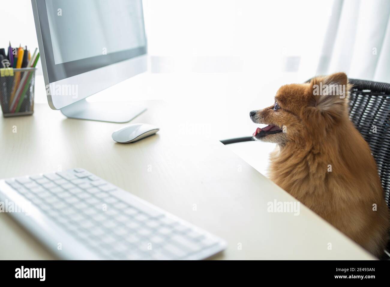 cute happy dog working in the office Stock Photo - Alamy