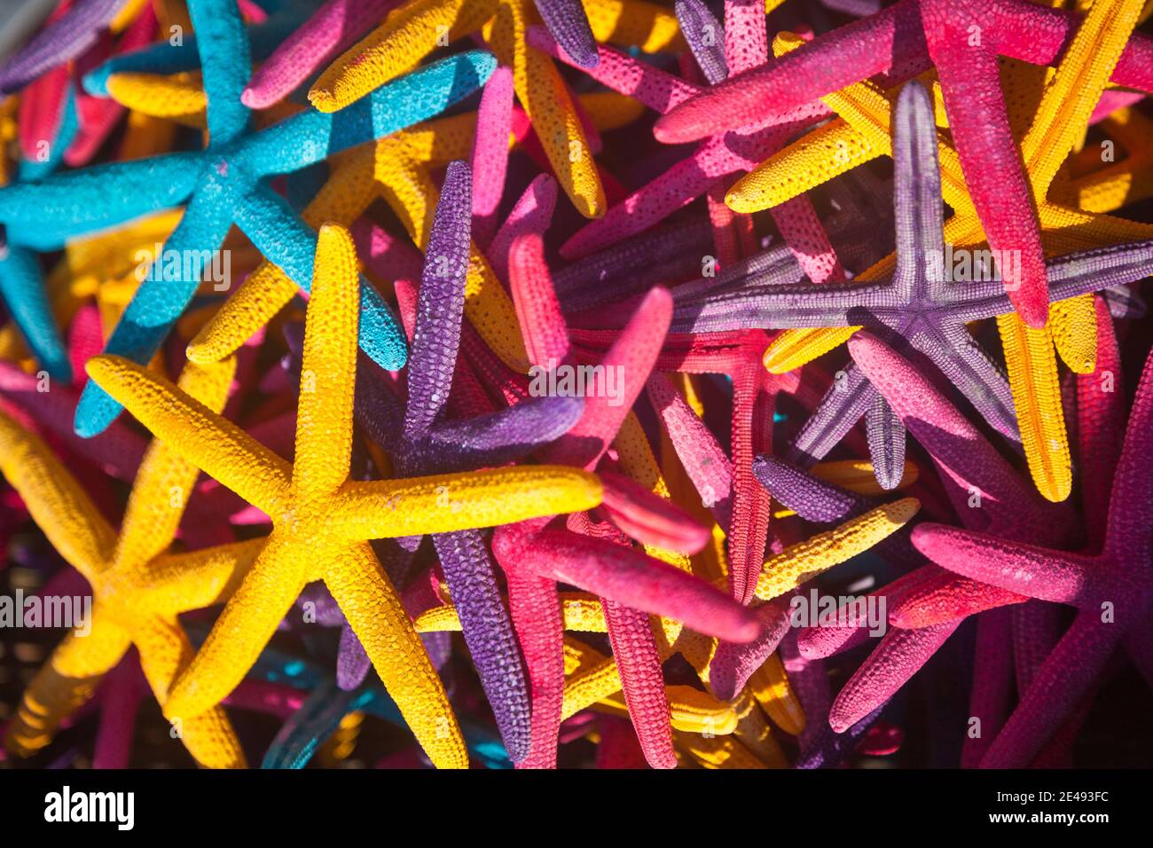 Colourful starfish hi-res stock photography and images - Alamy