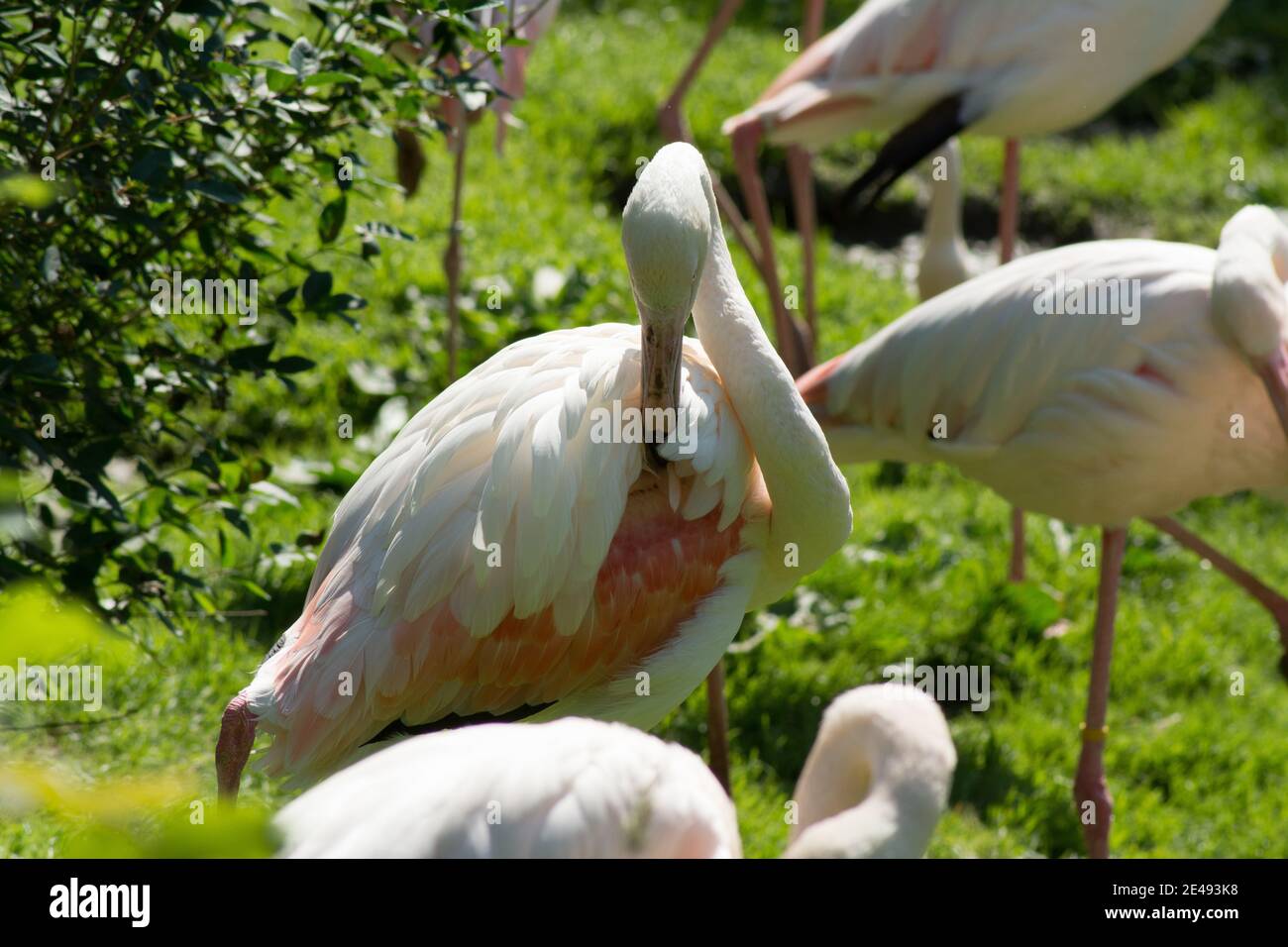 Flamingo cleaning hi-res stock photography and images - Alamy